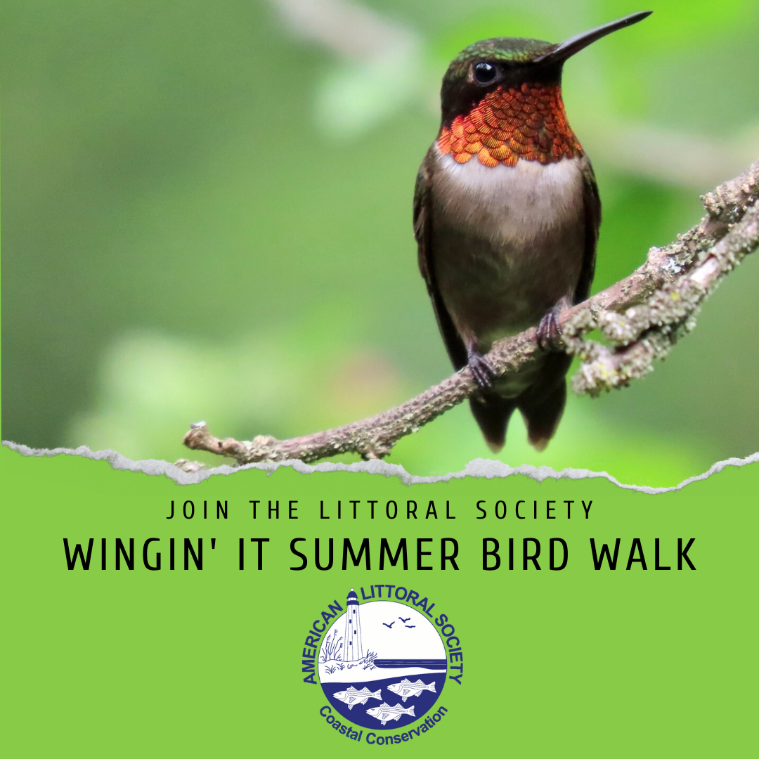 Littoral News - Littoral Society