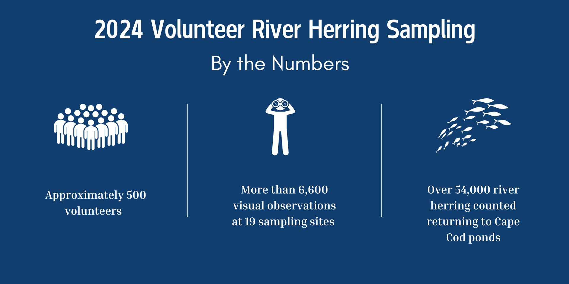 Above: Summary of the 2024 Cape Cod volunteer river herring sampling.