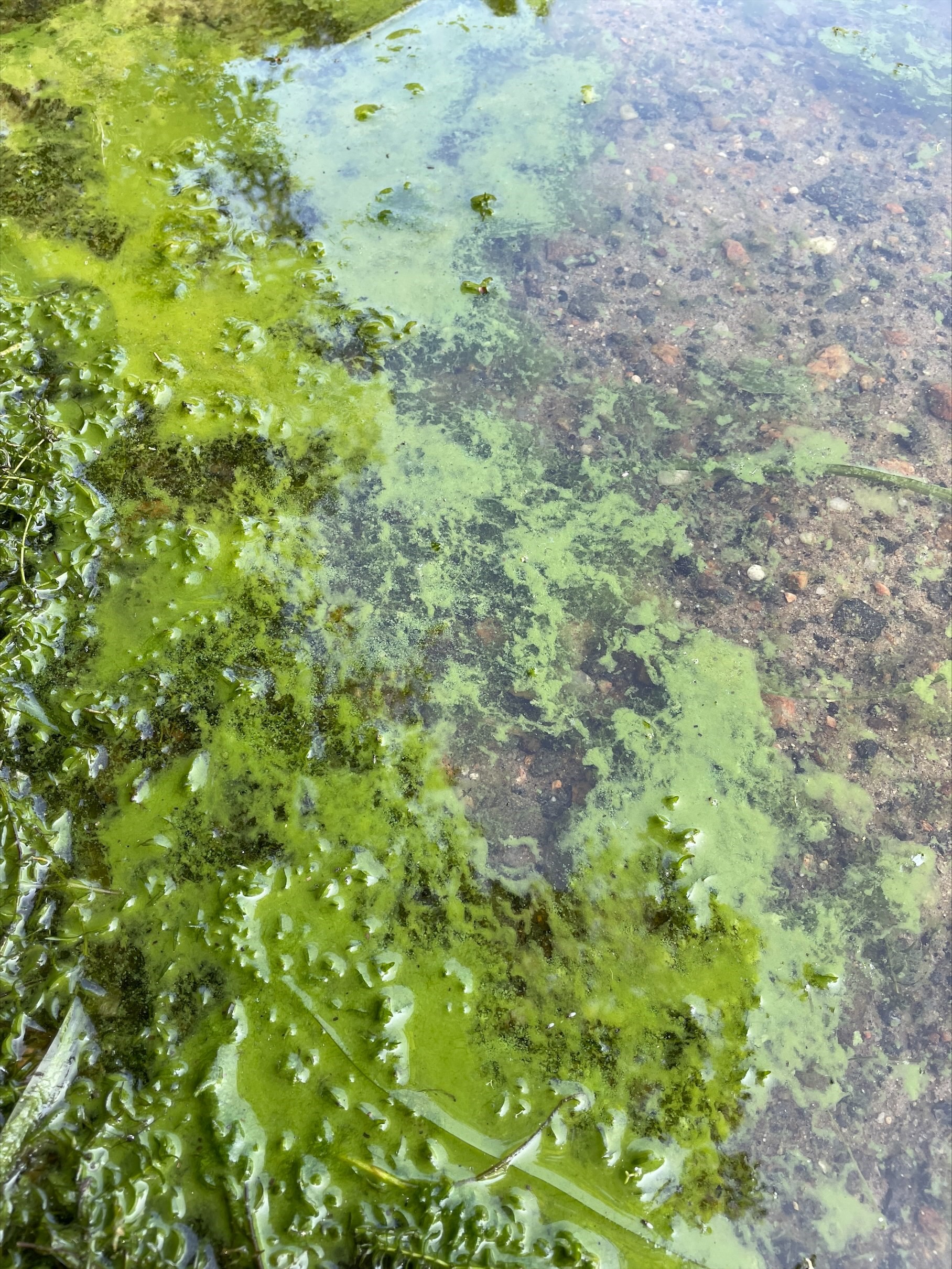 What does a cyanobacteria bloom look like? ~ here are some photos from ...