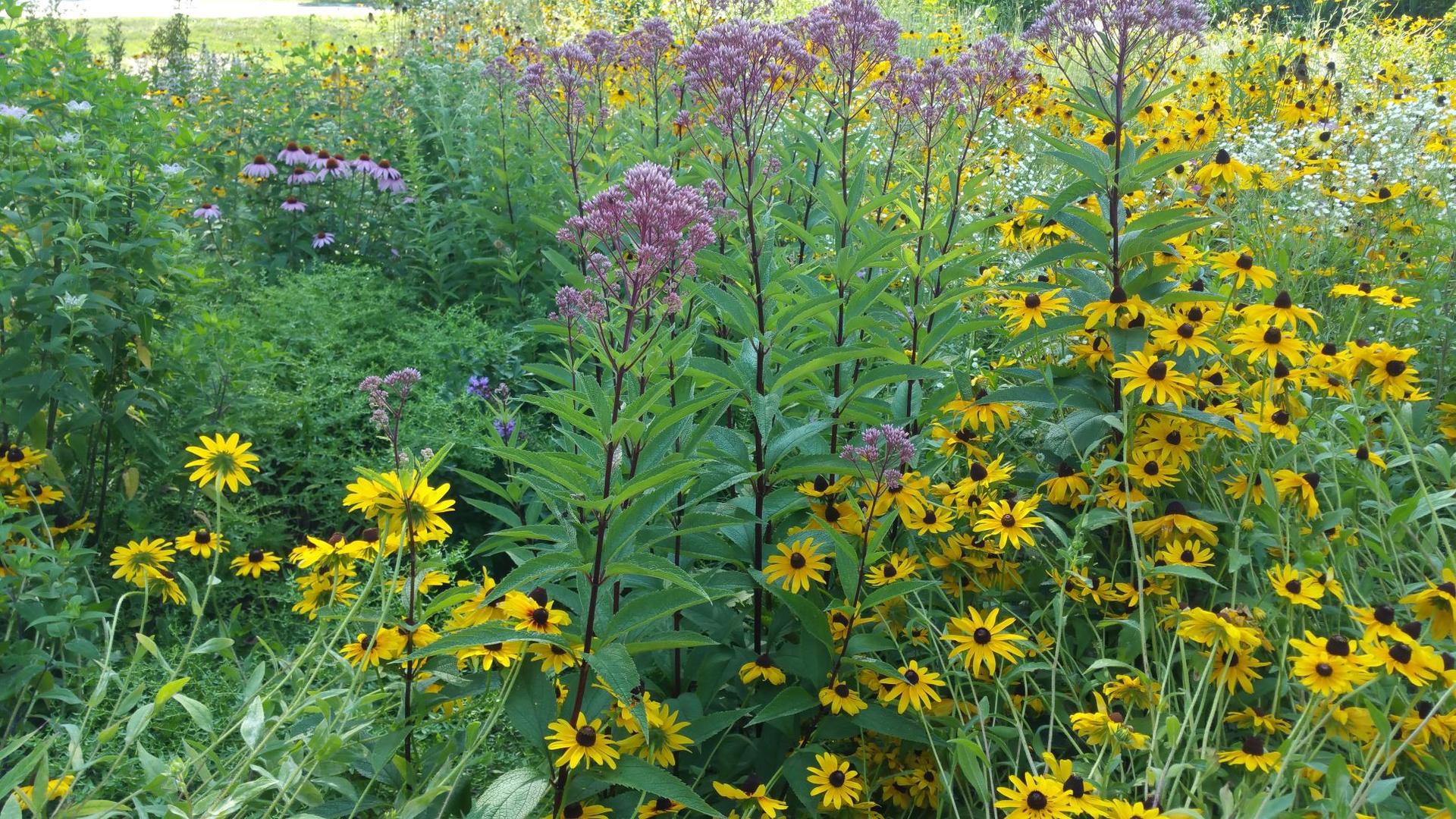 Ecolandscape Consultation Program