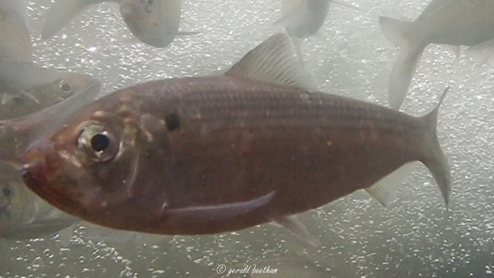 Herring Count Volunteers Needed for 2025