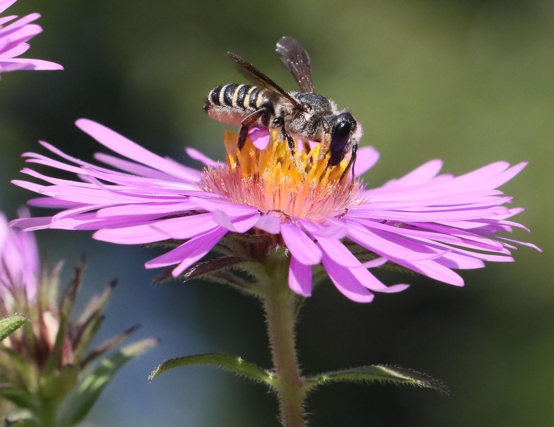 Above photo of bee on an aster is by Robert Gessing