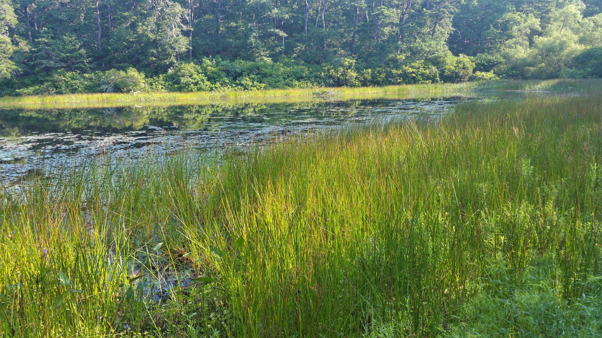 Cape Cod Ponds Network