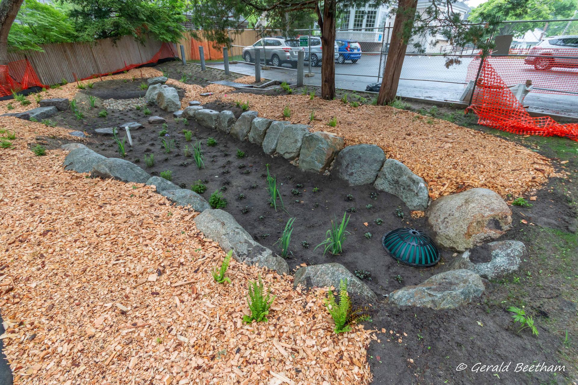 Above: A rain garden was installed at Cotuit Library as part of the ...