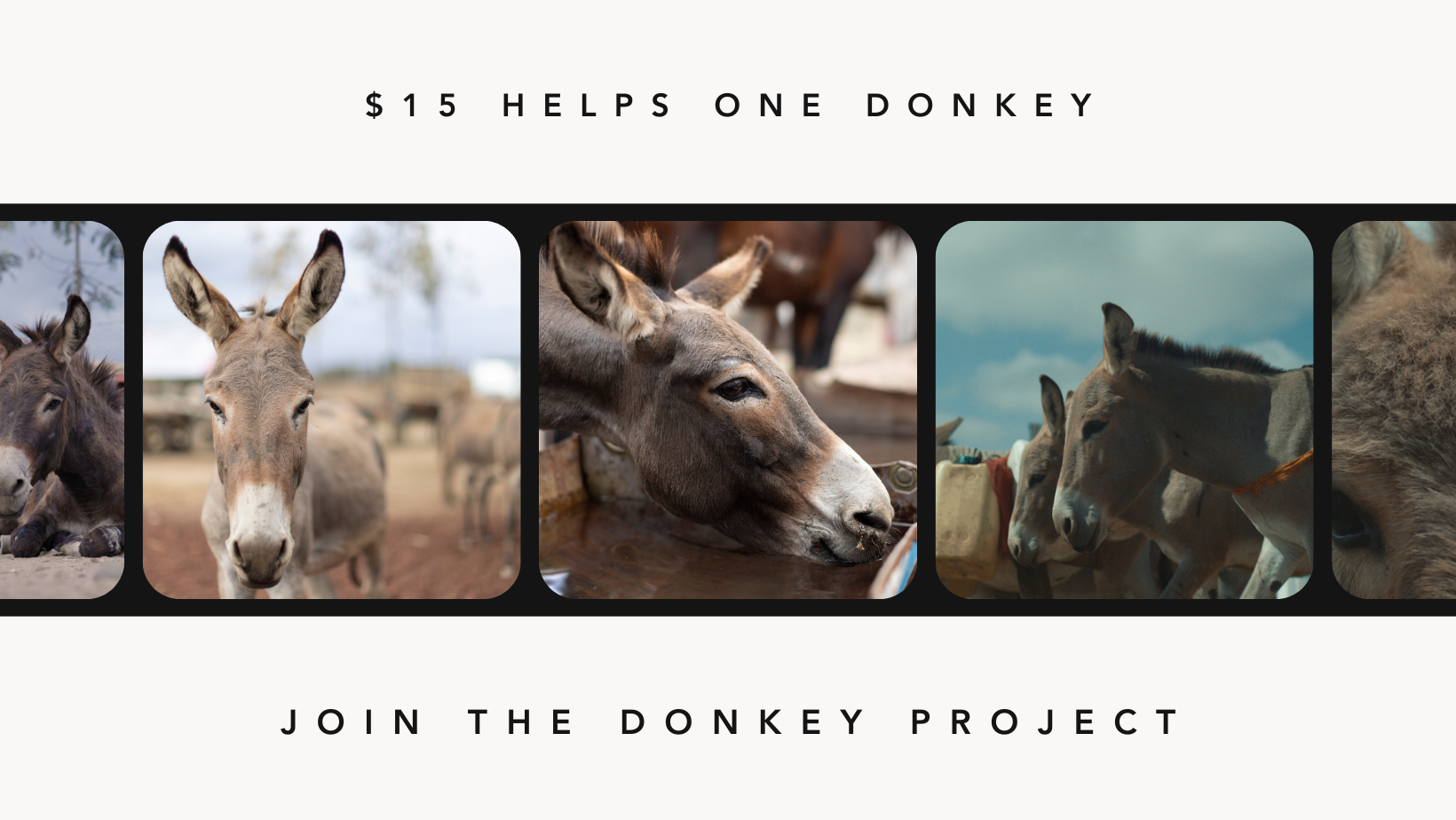 The Donkey Project - Announcement — Brooke USA