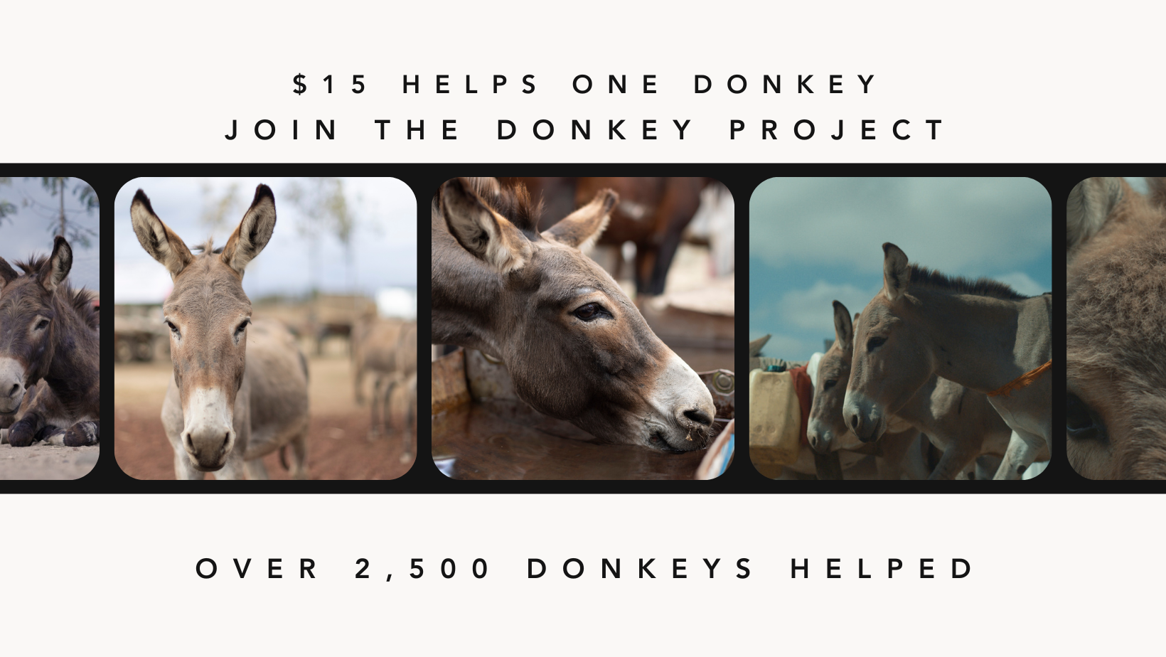 The Donkey Project Update - July 2023 — Brooke USA