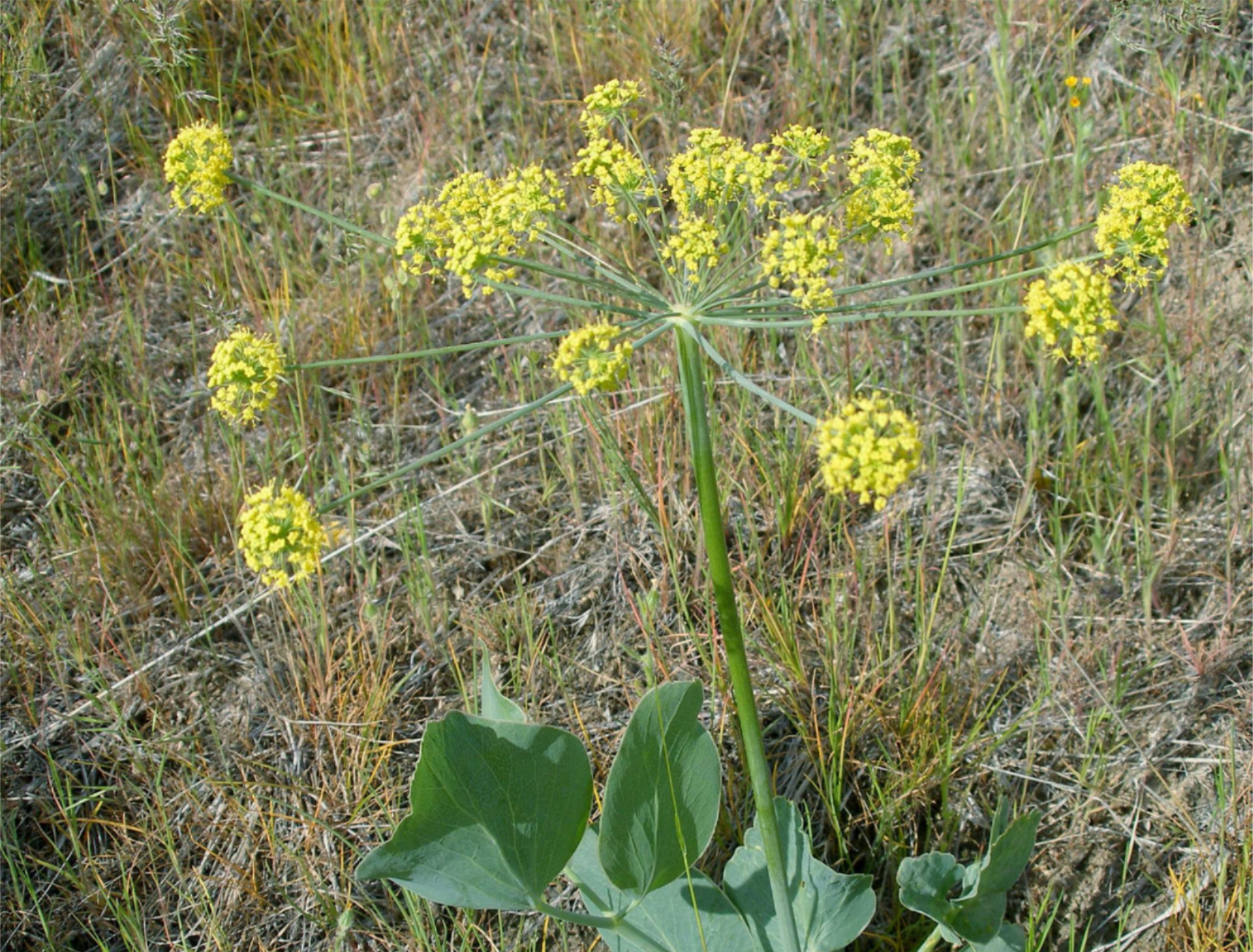 Barestem biscuitroot