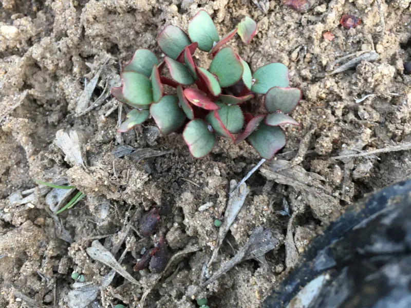 Sprouting Antelope Bitterbrush seedlings Photo by Susan Ballinger ...