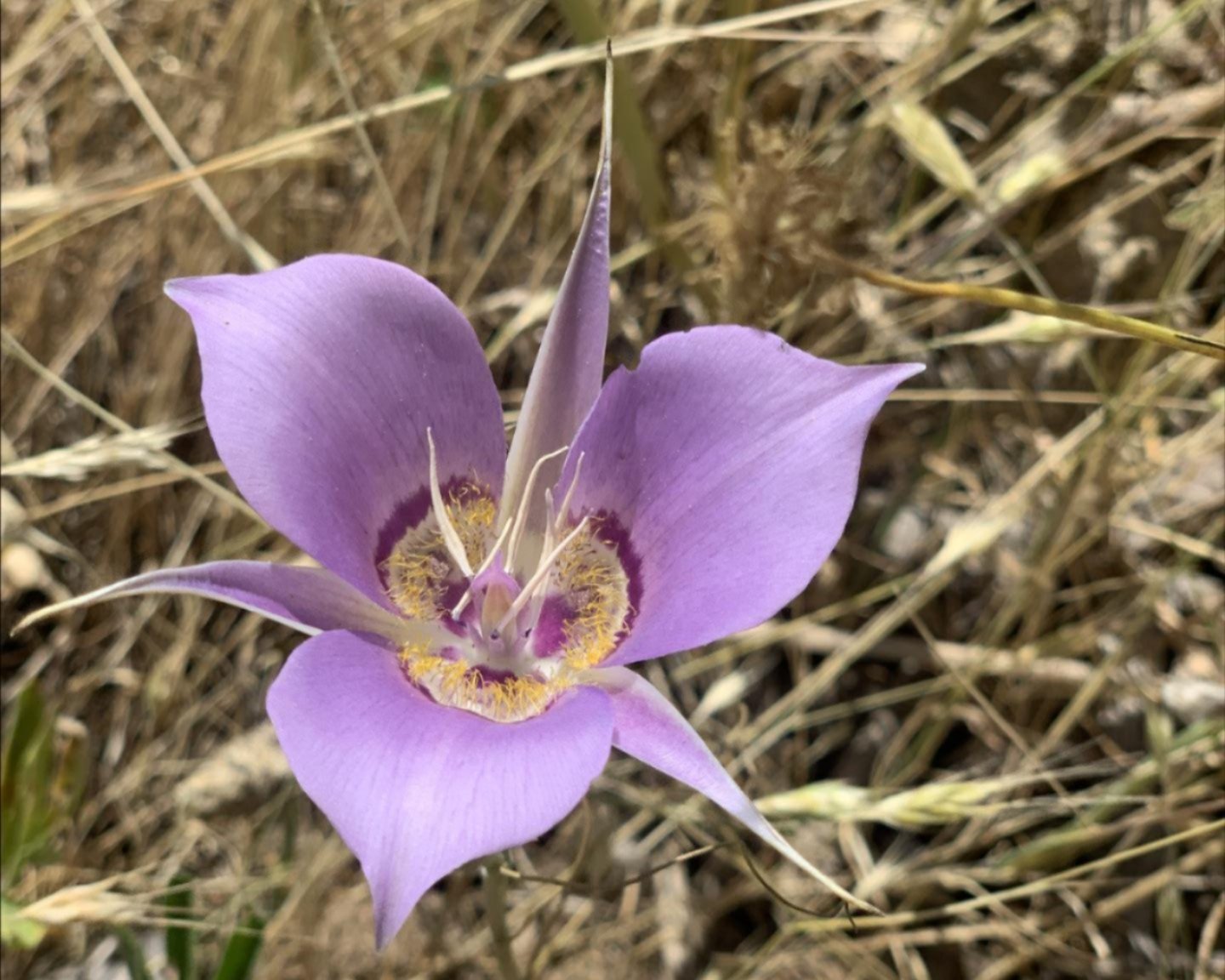 Mariposa Lily