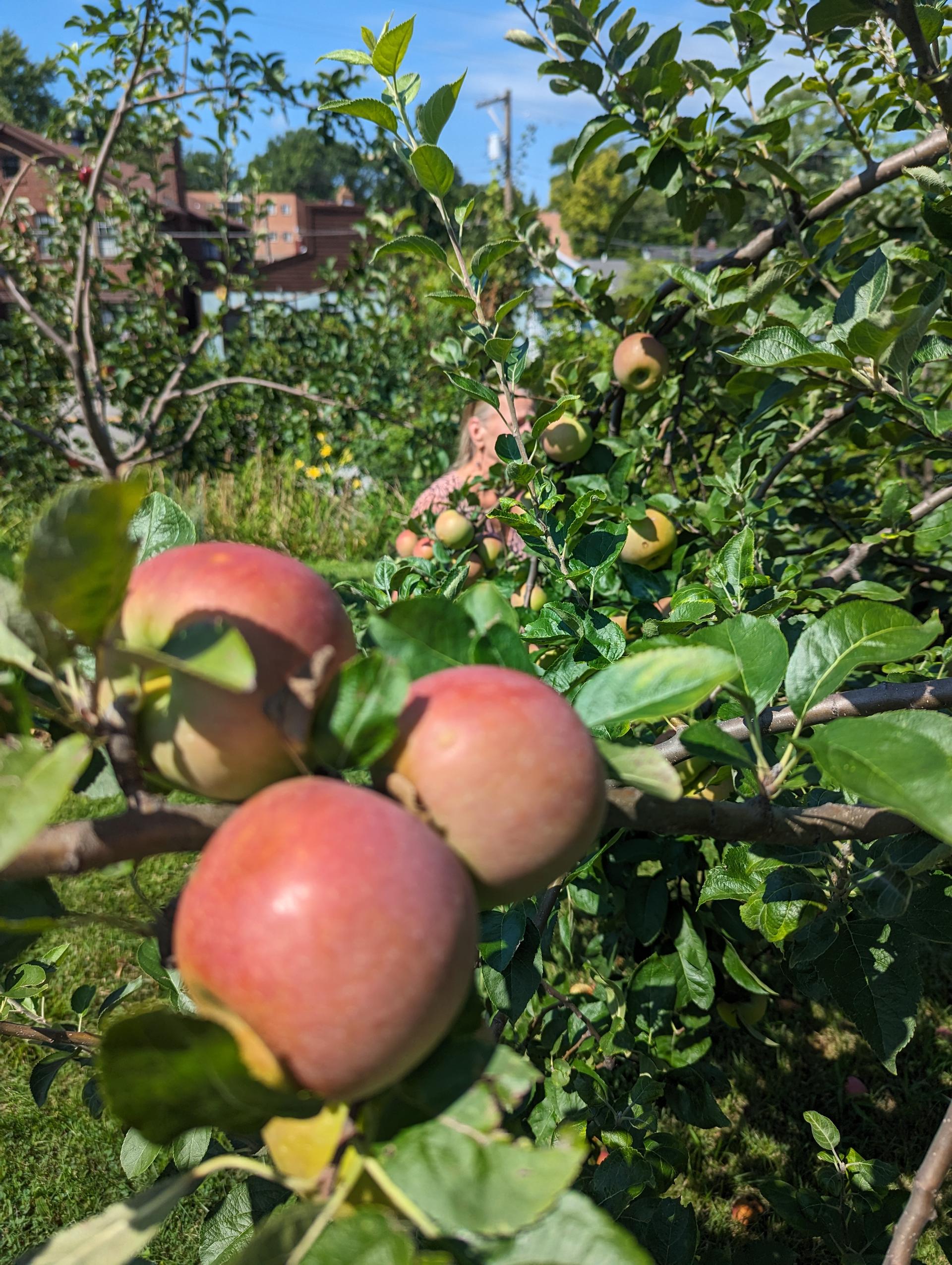 Get in touch with the Common Orchard Project