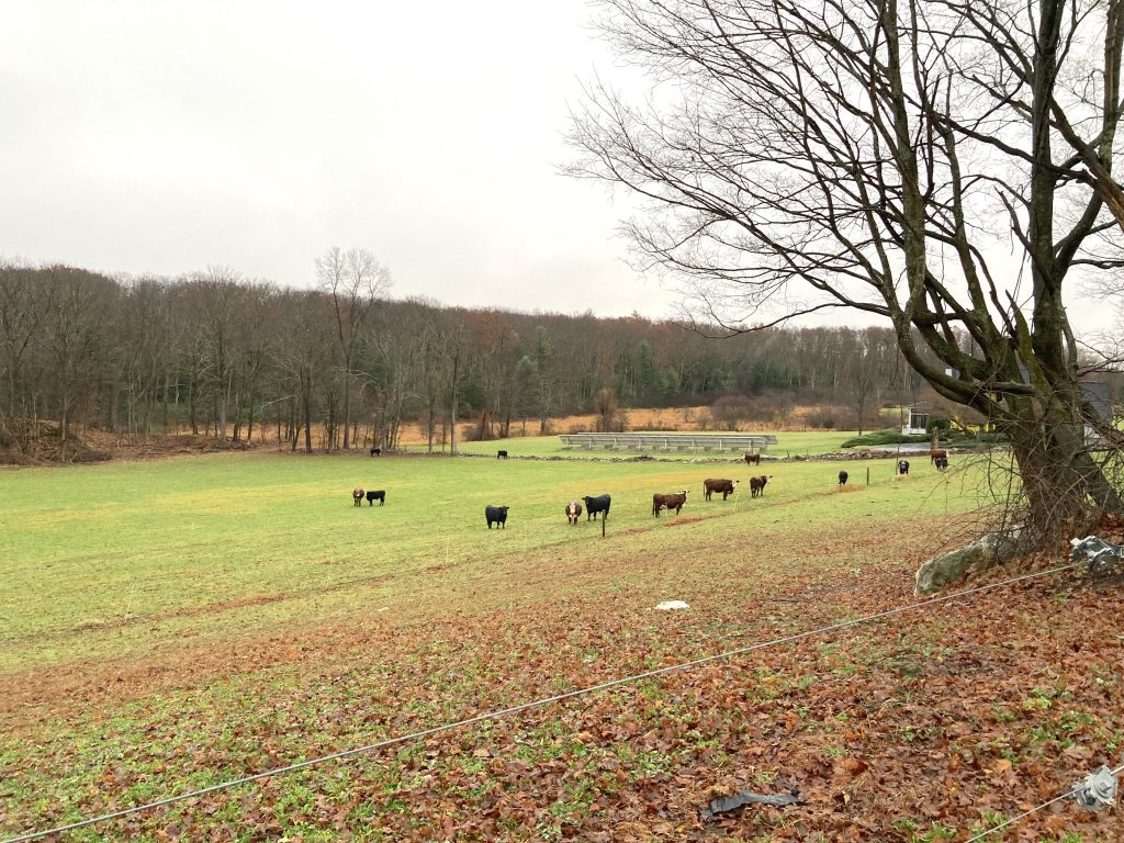 122 Acres of Farmland Preserved in Northampton