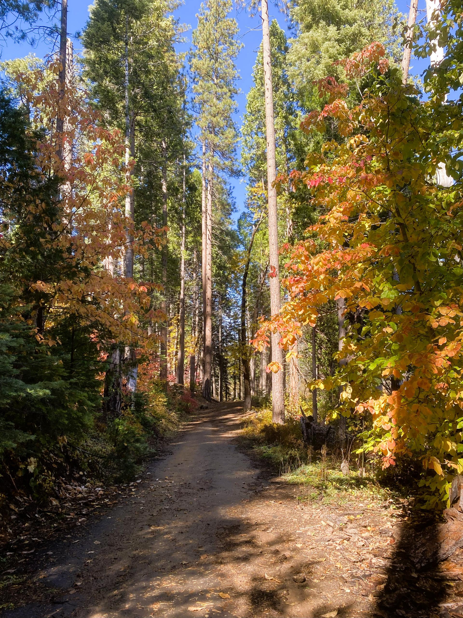 Pumpkin Patch 2025 - Mountain Shadows Support Group
